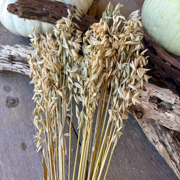 DF-7015 - Natural Oat Grass – Collins Fresh + Original